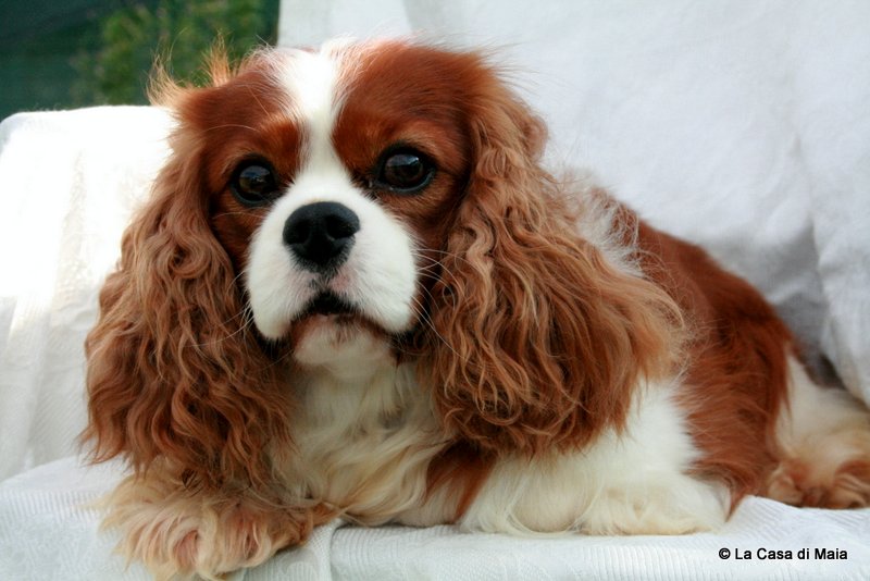 Cavalier King Charles Spaniel